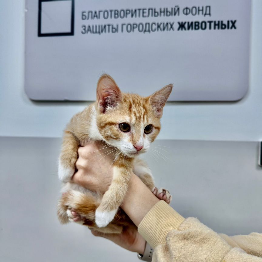 Котенок мальчик возраст- 3 месяца в добрые руки