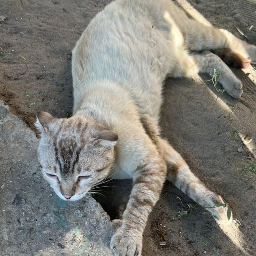 Котик. Породистый. Волгоград. Ищем ручки