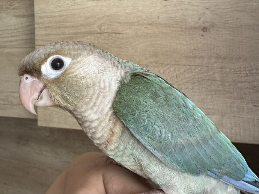 Попугаи пиррура