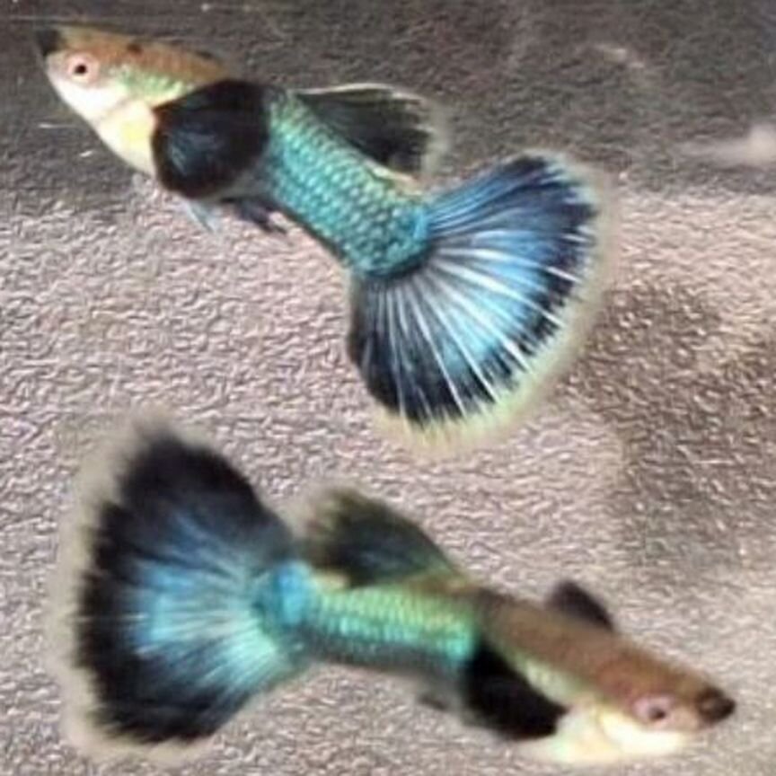 Гуппи,Дамбо Японская Синяя