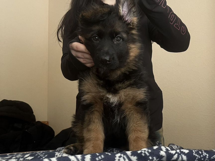 Немецкая овчарка