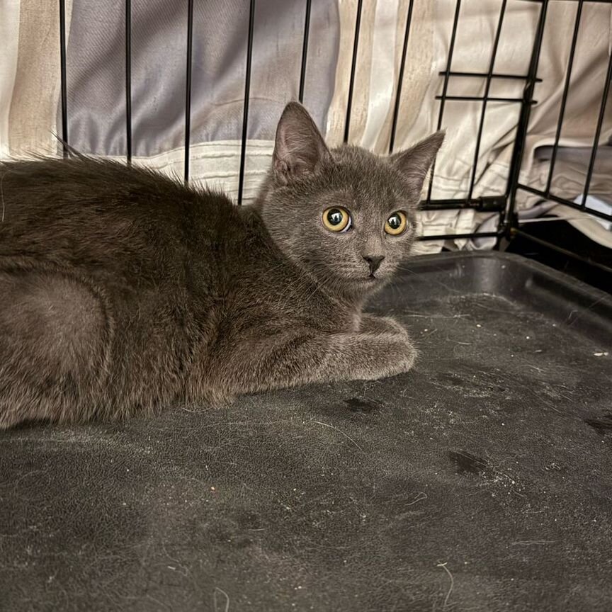 Котик в добрые руки