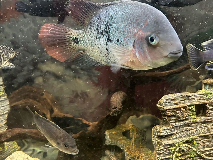 Вьеха азуфрес малек