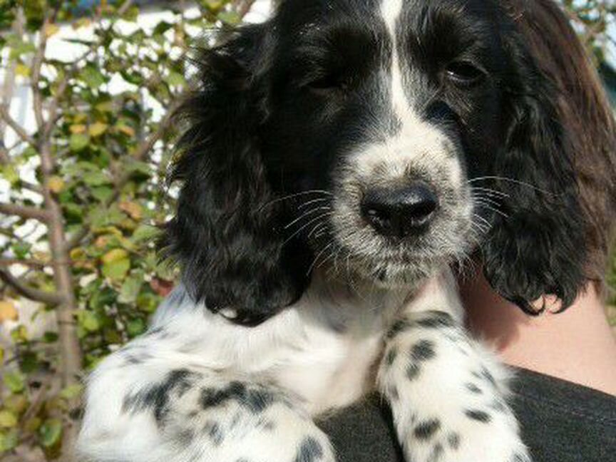 Английский коккер спаниель