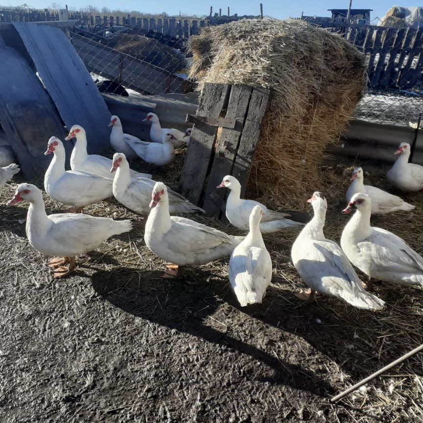 Домашняя птица