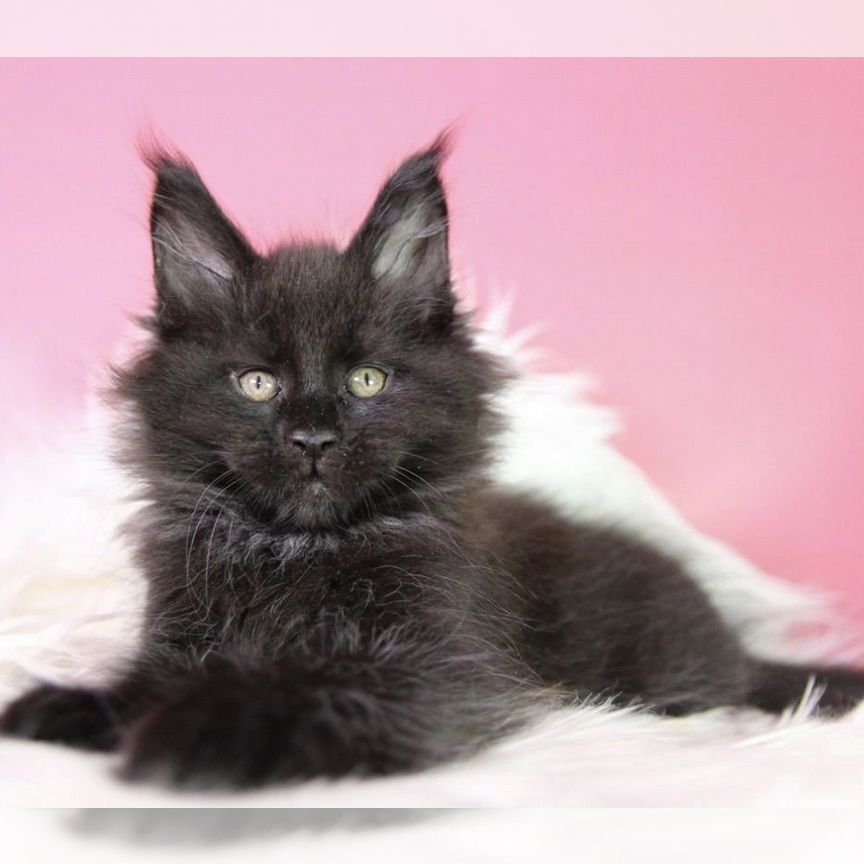 Мейн-кун котёнок