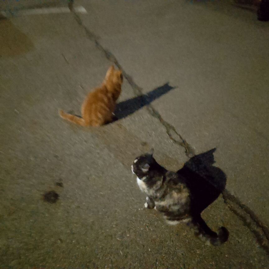 Котик и его команда