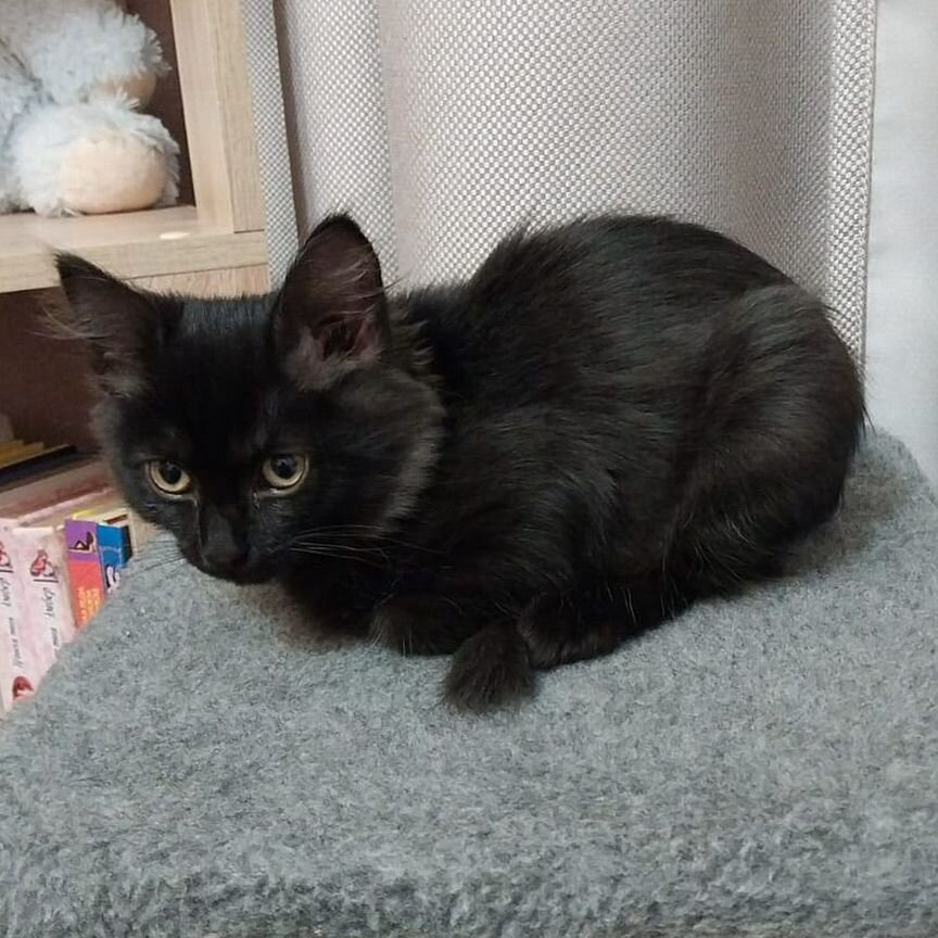 Котенок в добрые руки