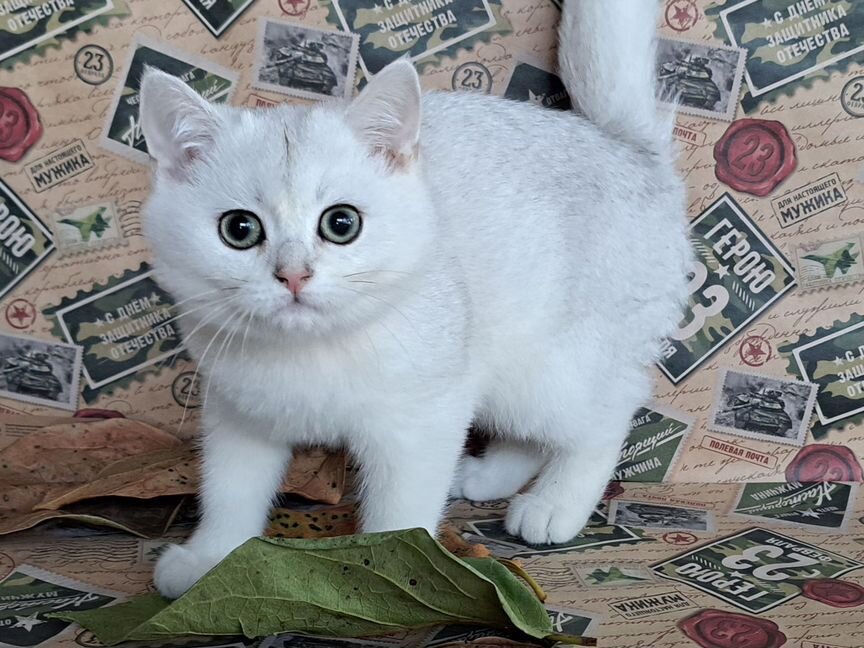 Британский котик