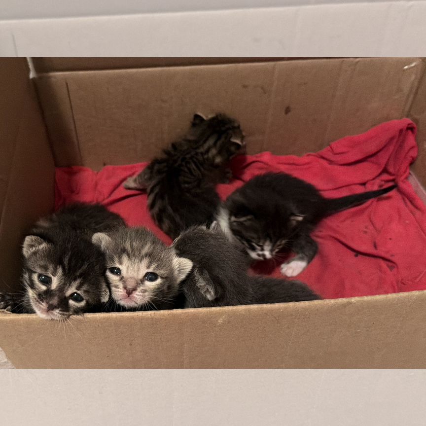 Котёнок в добрые руки