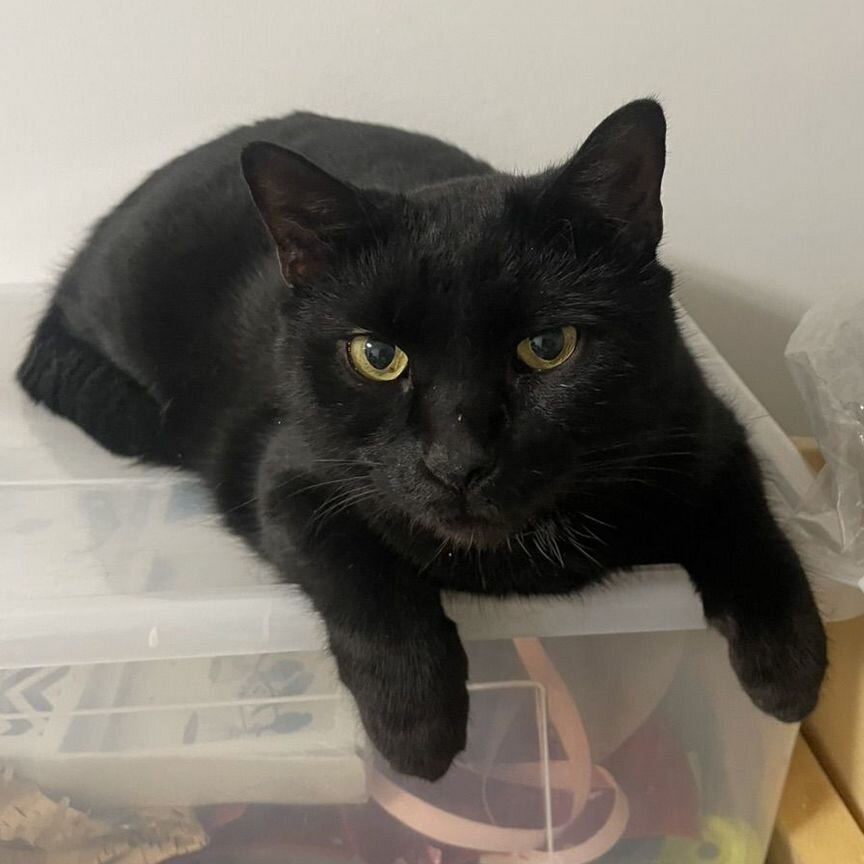 Взрослый кот в добрые руки