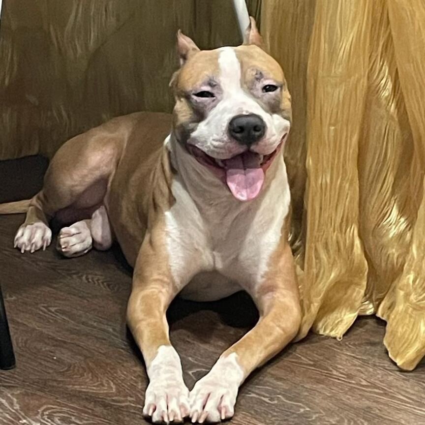 Стаффордширский терьер Вязка