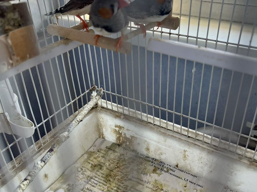 Амадинчики 4 самца