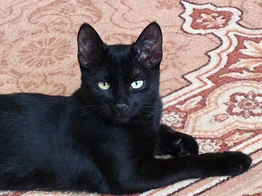 2 чёрные кошечки