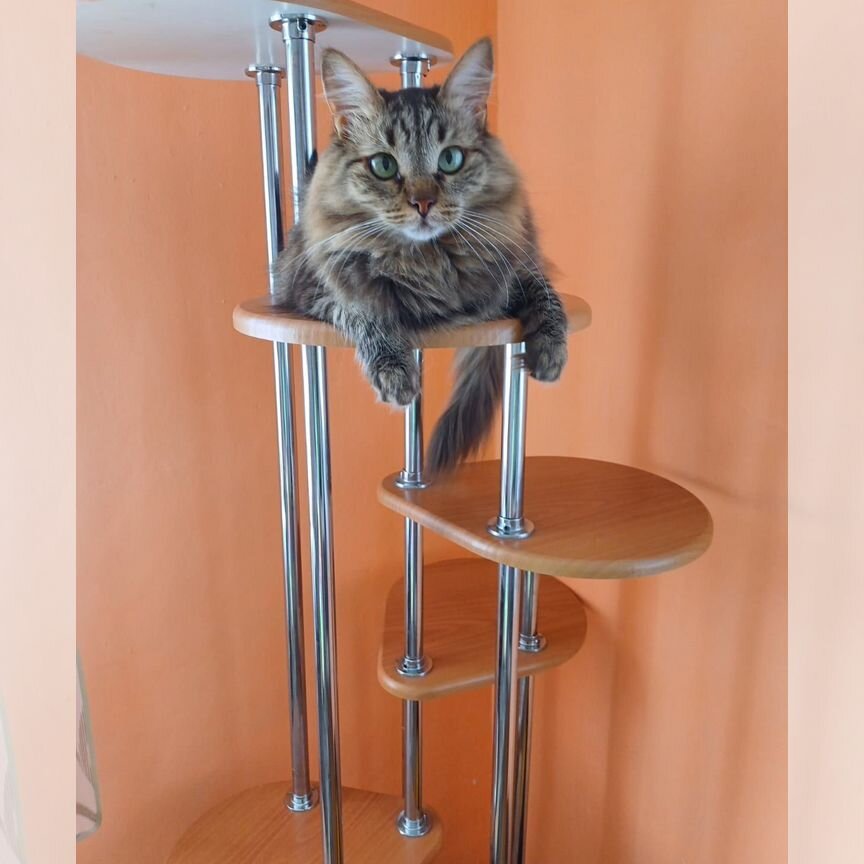 Кошки в добрые руки бесплатно