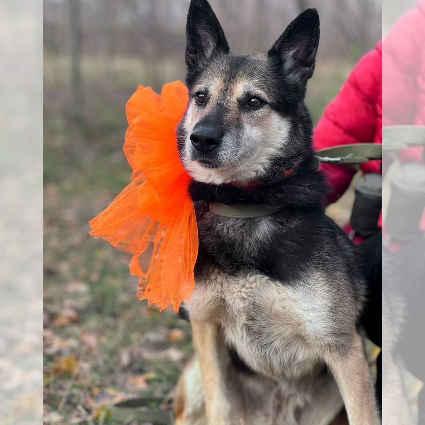 Пожилая собака ищет дом