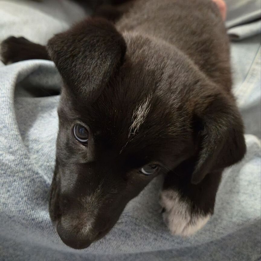 Щенок в добрые руки