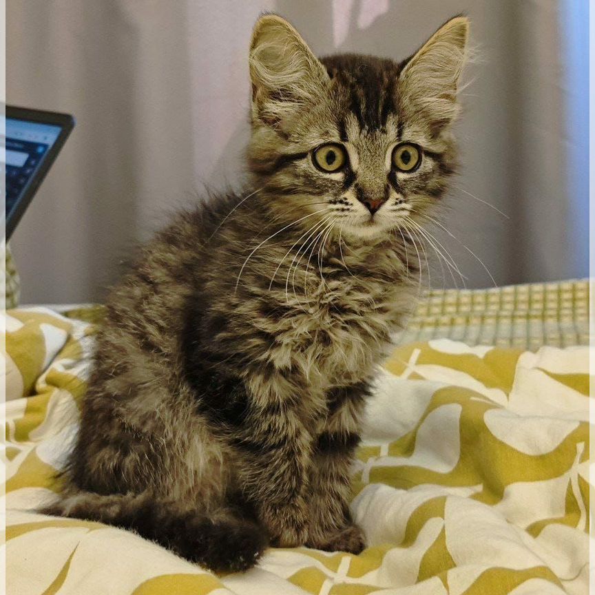 Котята в добрые руки бесплатно