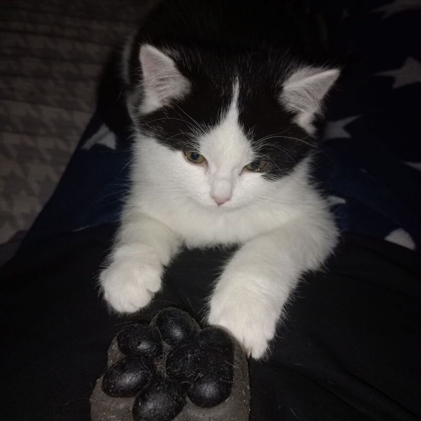 Котенок мальчик 3 месяца
