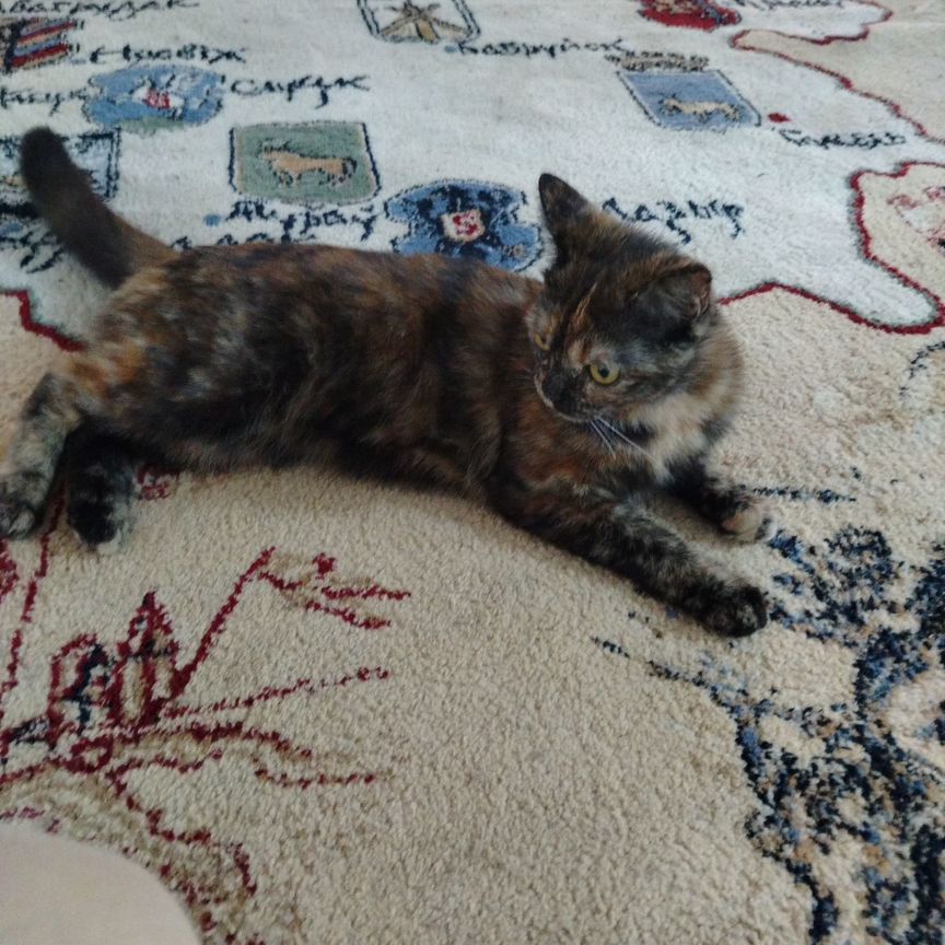 Кошка черепаший окрас в добрые руки