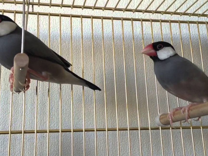 Рисовые амадины