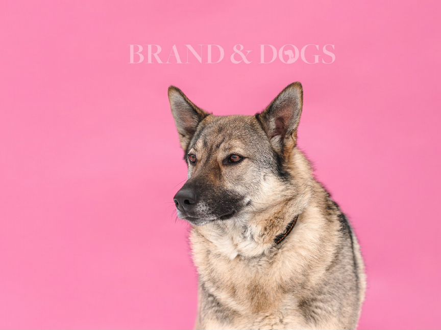 Милая Бусинка ищет дом