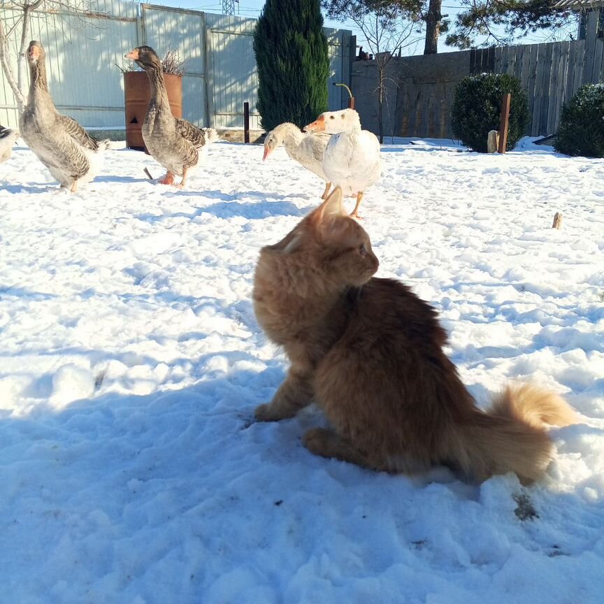 Продам семью гусей (самец и самка)