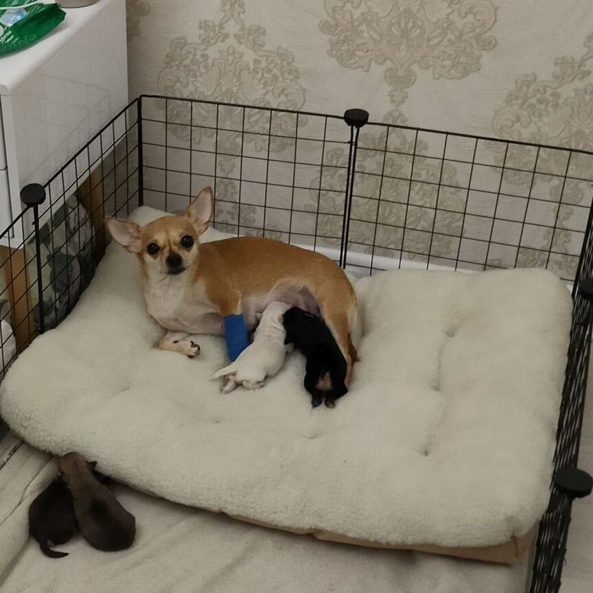 Вольер для щенков