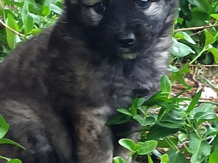 Хорошенькие щеночки