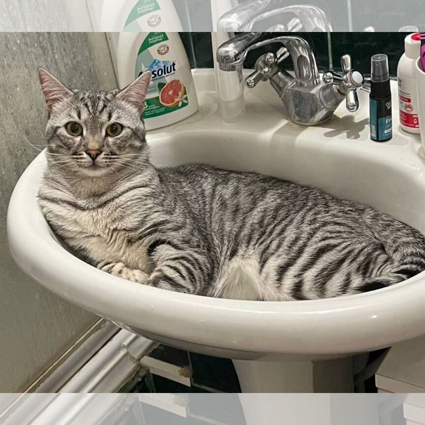 Котику нужен дом