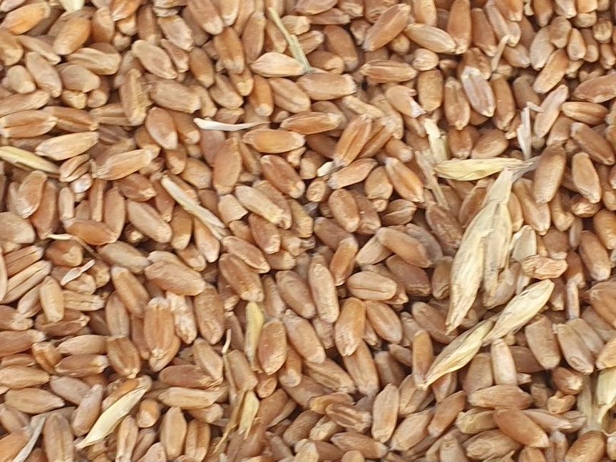 Пшеница 3кл