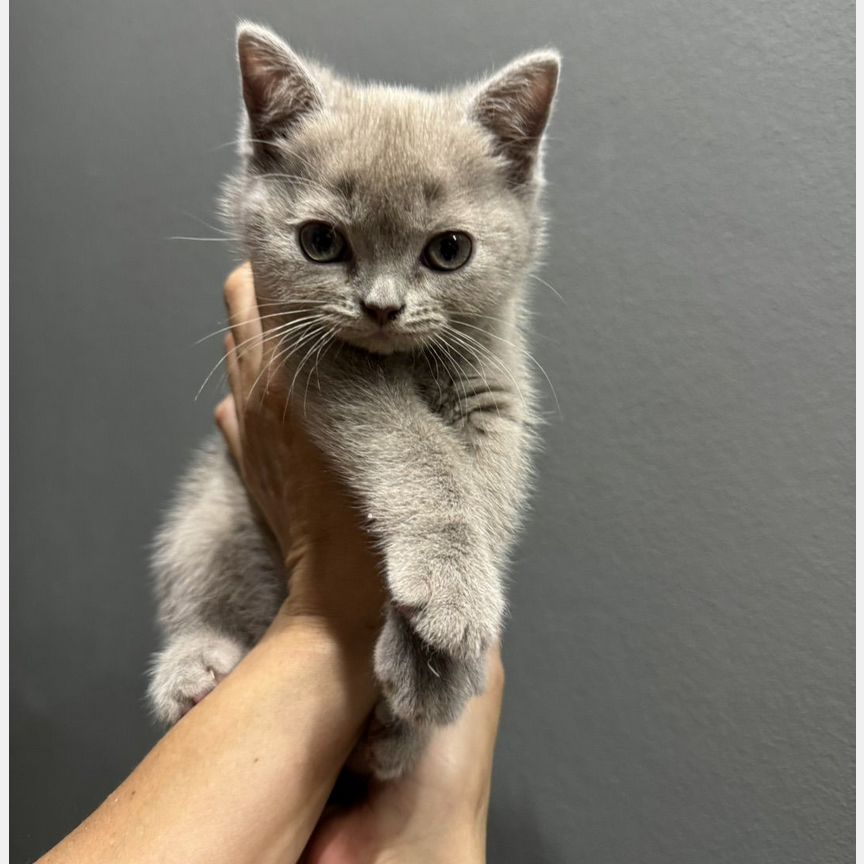Британские котята