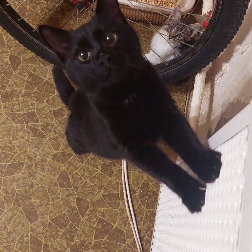 Котенок Бусинка в самые добрые руки