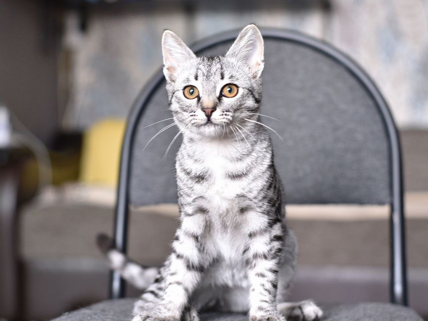 Мальчик в добрые руки