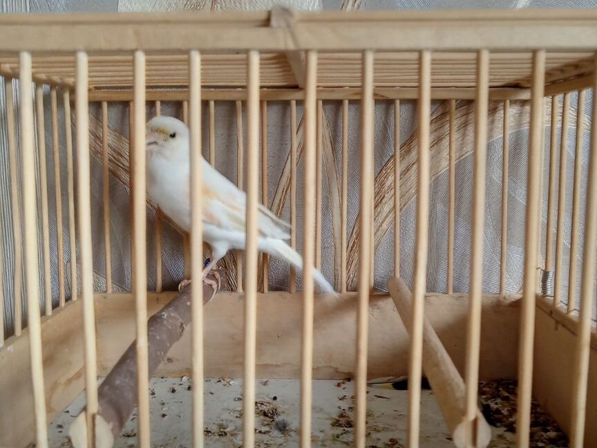 Канарейка самка