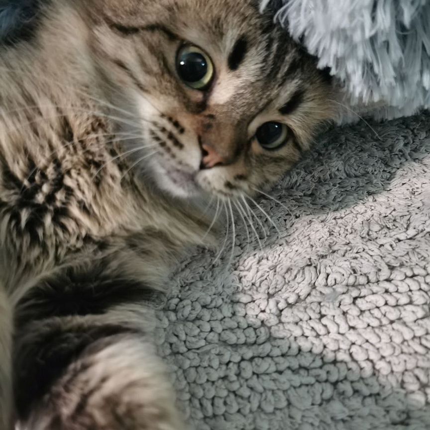 Кошки в добрые руки бесплатно