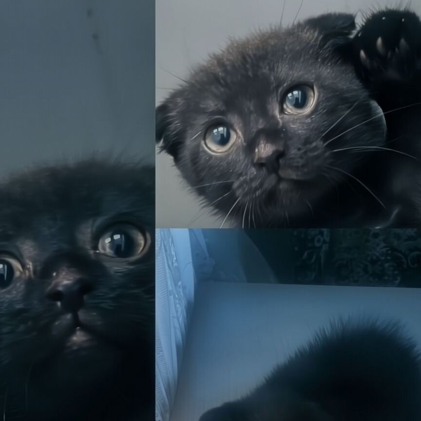 Шотландский вислоухий короткошёрстный котёнок