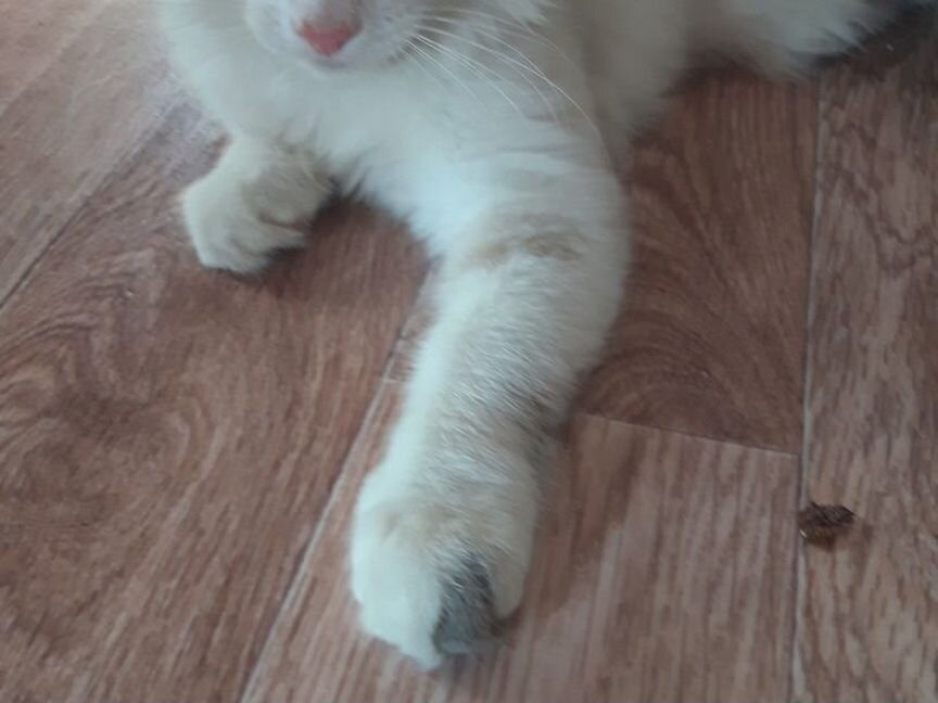 Котята отдам в добрые руки бесплатно