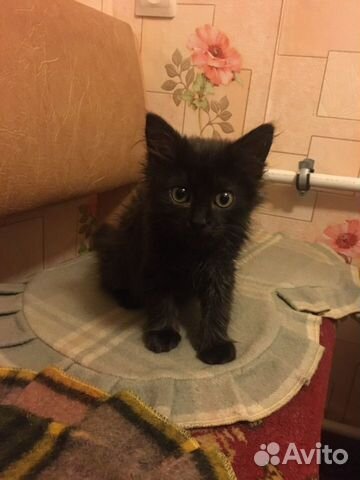 Котенок в добрые руки