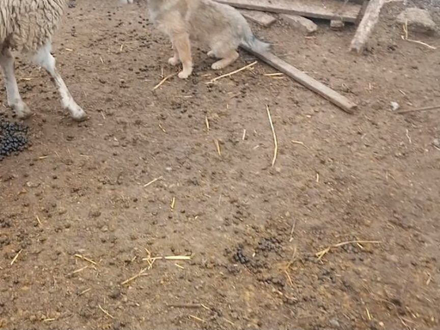 Австралийский келпи