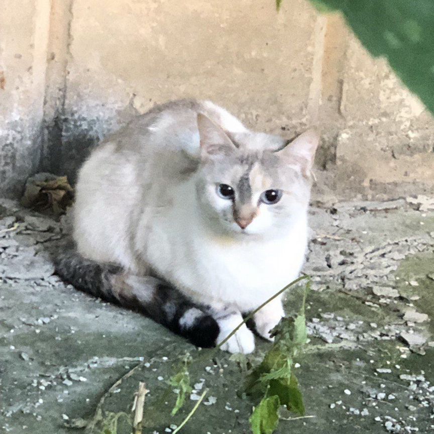 Помогите кошечке