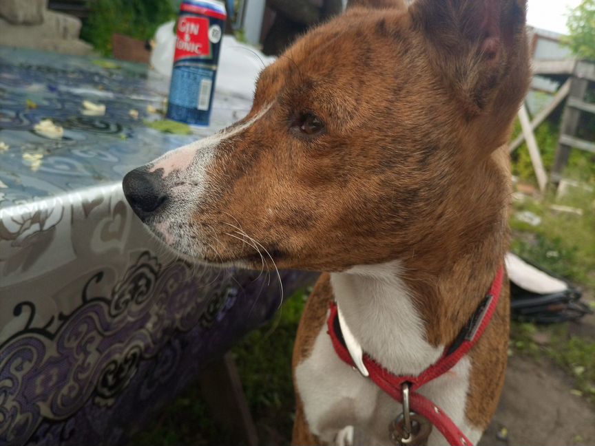 Бассенджи вязка