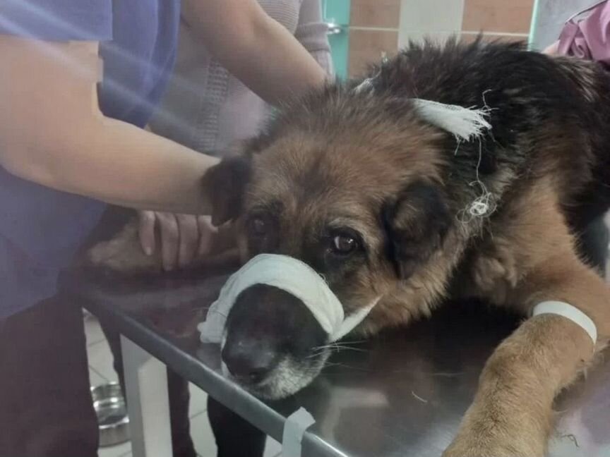 Старая собака