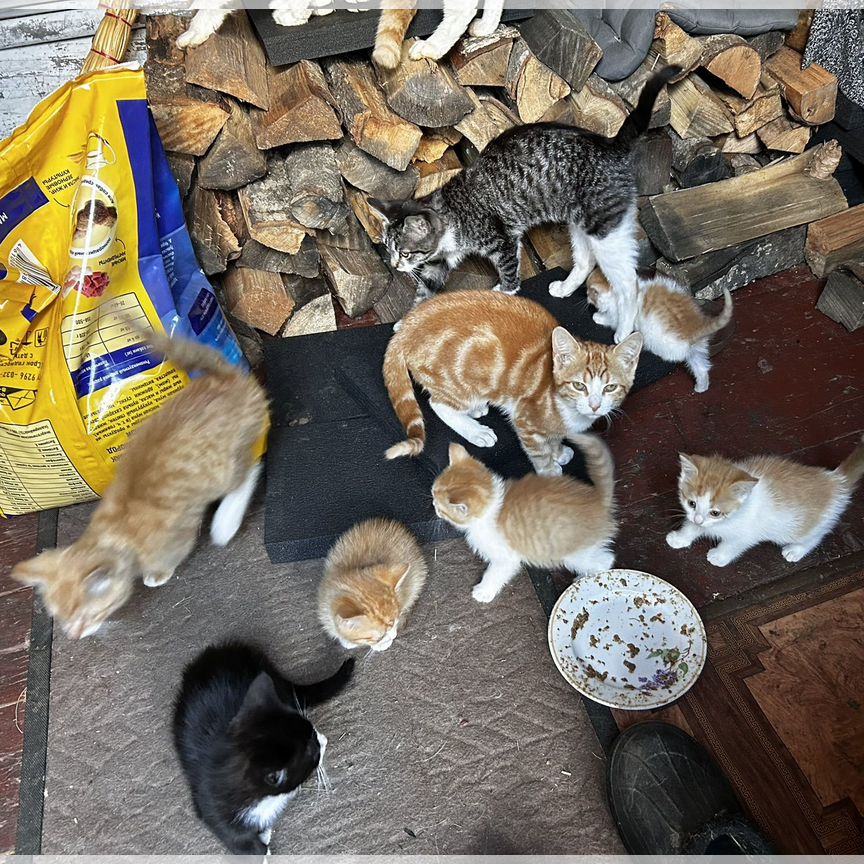 Котята в добрые руки
