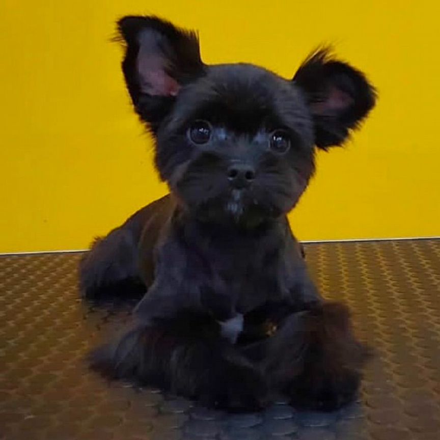 Черный йорк мальчик