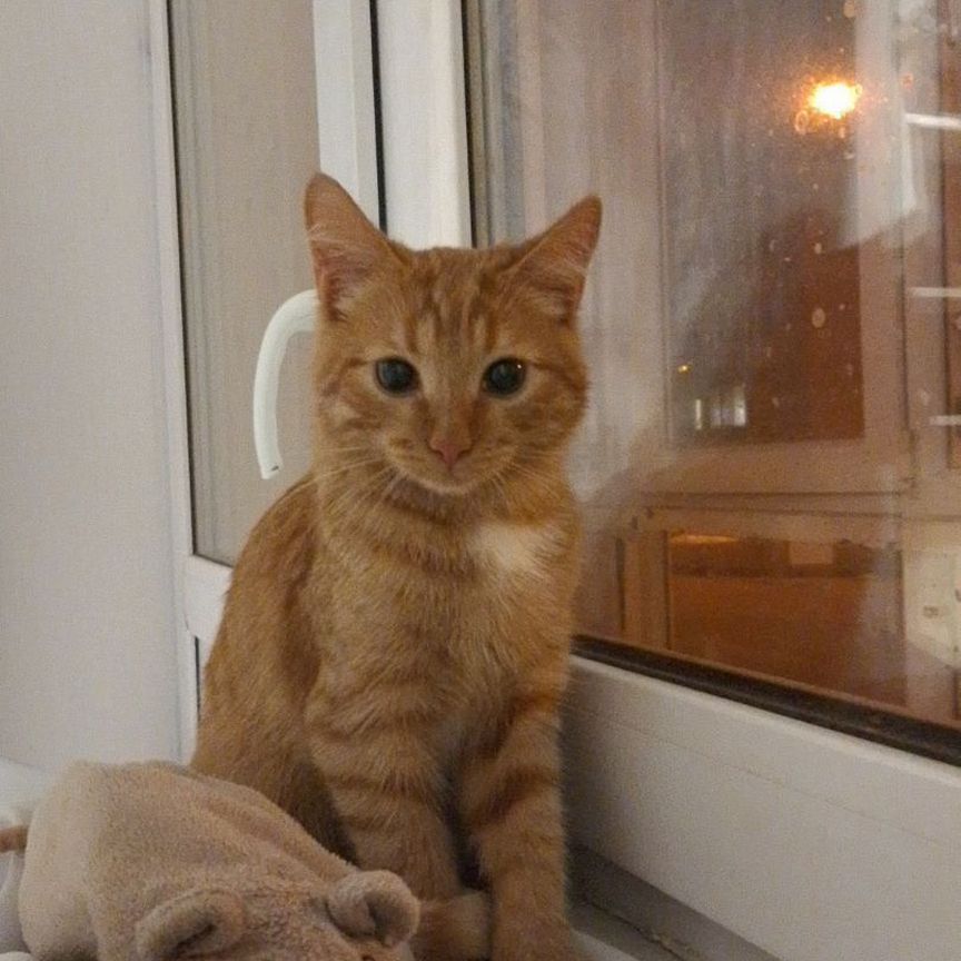 Рыжий котенок в добрые руки