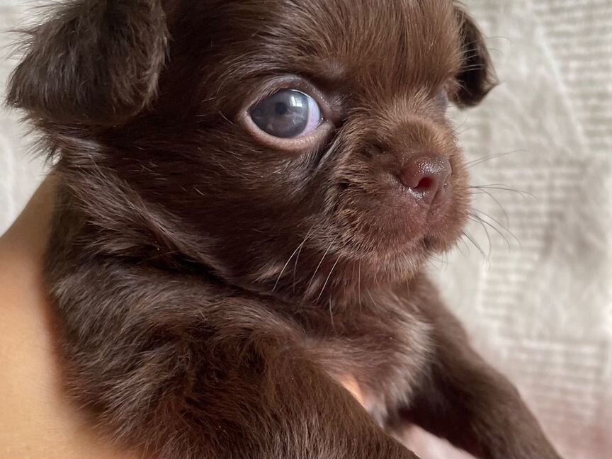 Шоколадная девЧишка