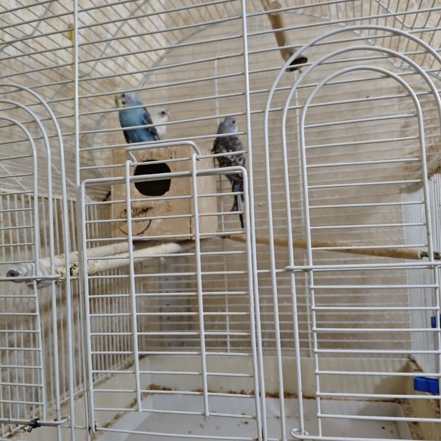 Волнистый попугай с клеткой