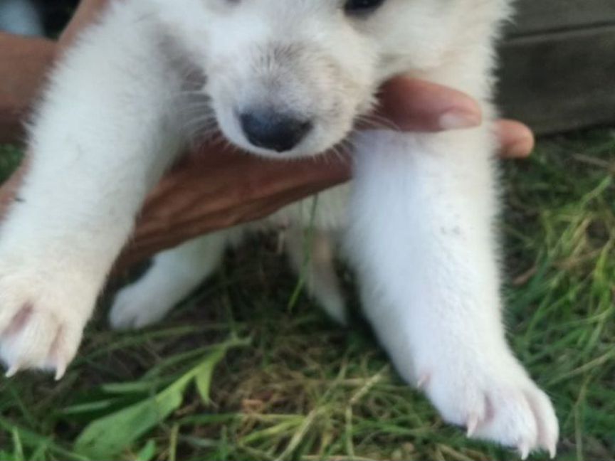 Кутята лайки