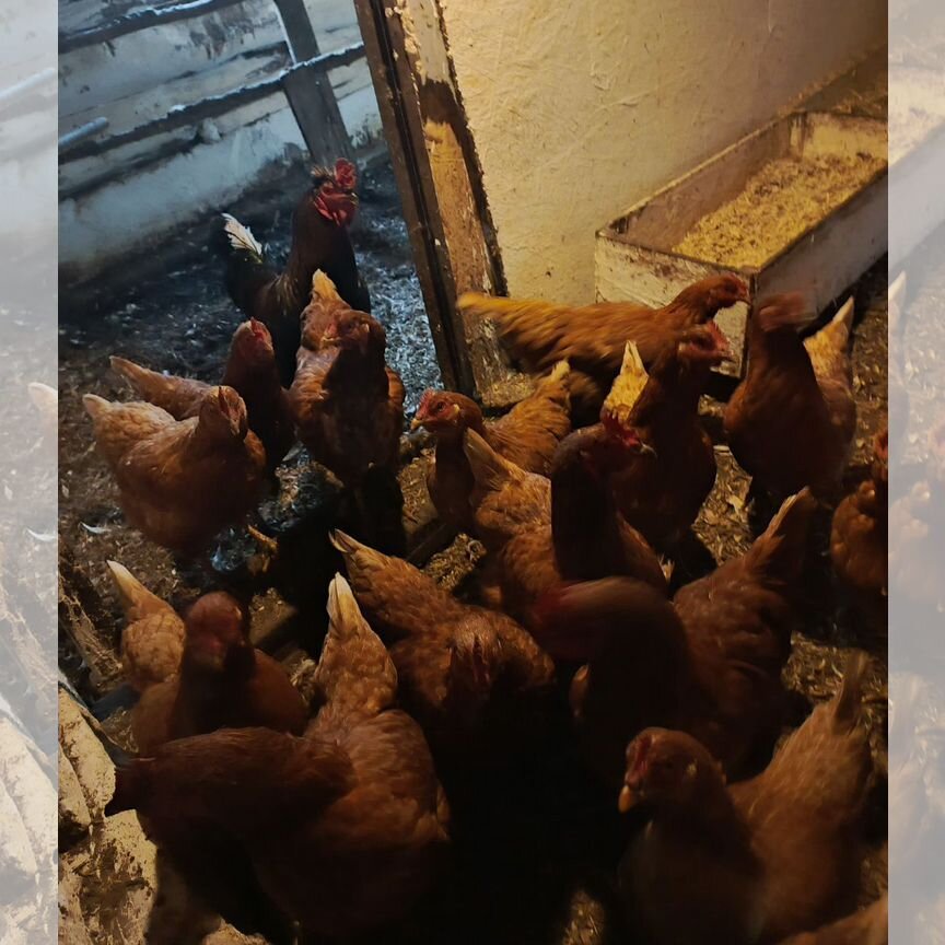 Куры несушки